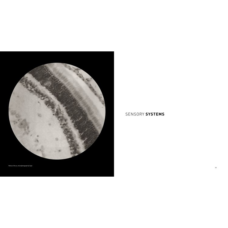 Beautiful Brain: The Drawings Of Santiago Ramon Y | Simblist Group